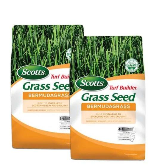 Jual biji rumput Jepang bermuda scotts grass Benih rumput jepang hiasan ...