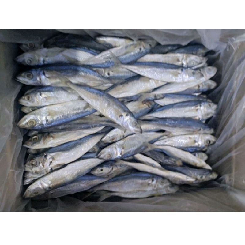 Jual ikan asin layang/Peda japuh. kualitas super( besar&bersih ...