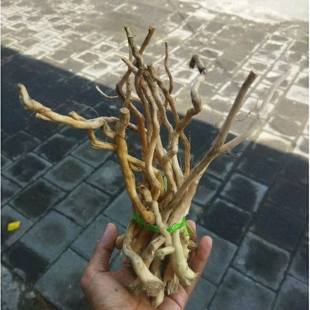 Jual AKAR SENGGANI UNTUK DETAIL RANTING / AKAR POHON AQUASCAPE | Shopee ...