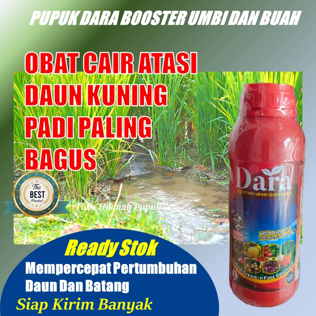 Jual Obat Organik Daun Kuning Pada Padi Paling Bagus DARA Anti Virus Kuning Daun Padi Sawah ...