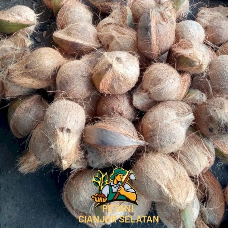 Jual Kelapa Tua Kupas Utuh 1 Butir | Harga Perbiji | Kelapa Untuk ...