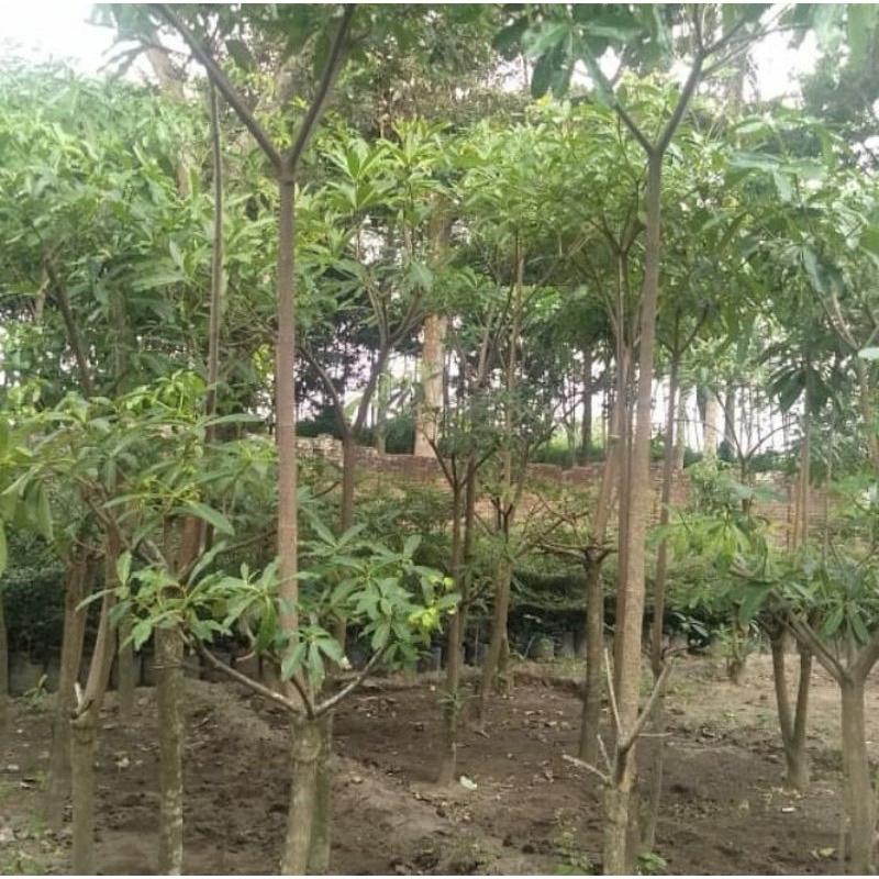 Jual pohon pule besar rindang 2 mter | Shopee Indonesia
