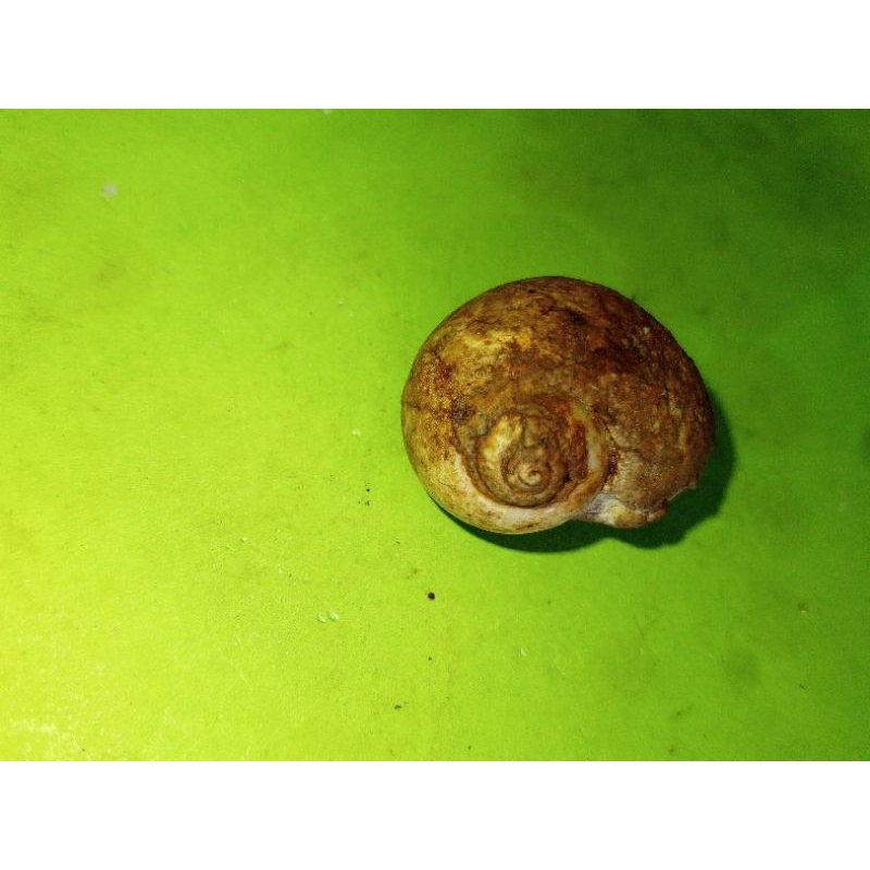 Jual batu pusaka kol Buntet keselamatan (belik Ombo) | Shopee Indonesia