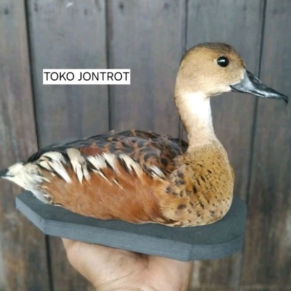 Jual Jontrot Pemikat Burung Belibis Kembang | Shopee Indonesia