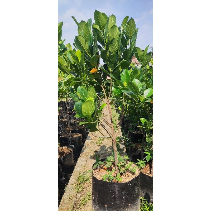 Jual Bibit Nangka BATANG BESAR RIMBUN / BERBUNGA | Shopee Indonesia