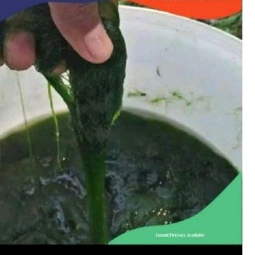 Jual lumut segar umpan pancing 1 kg | Shopee Indonesia