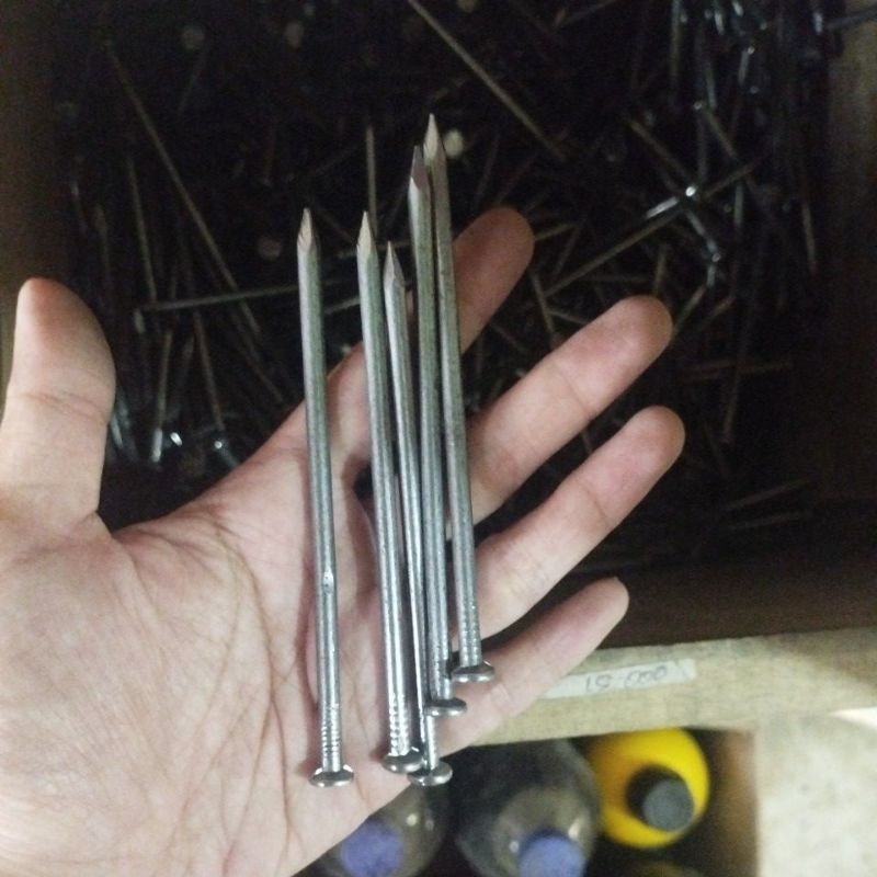 Jual Paku 10 cm (1 kg) | Shopee Indonesia