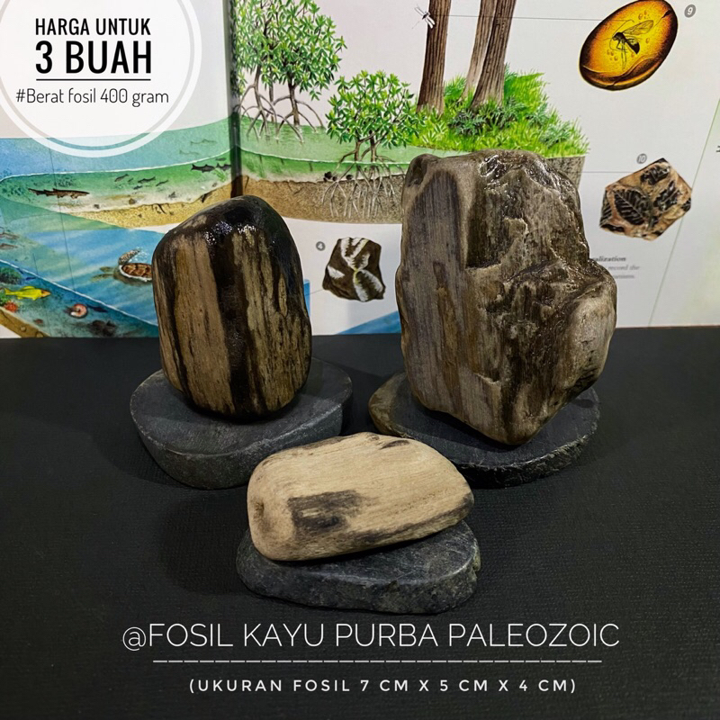 Jual Fosil Kayu Purba Paleozoic C22 atau Fosil Tumbuhan | Shopee Indonesia
