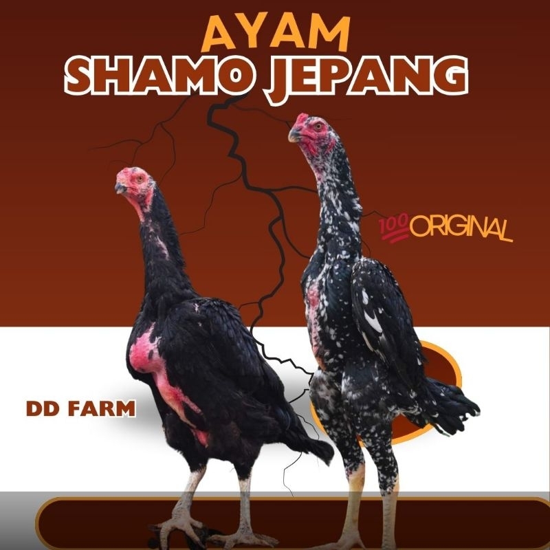 Jual Telur ayam Shamo Jepang 100% original telur ayam berkulit dan vetil | Shopee Indonesia