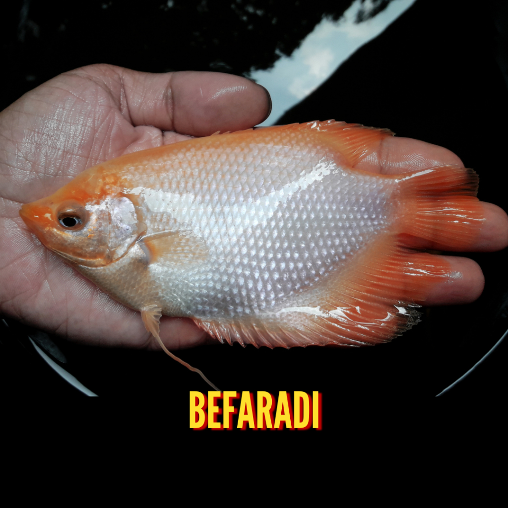 Jual Gurame Padang 15 Cm | Shopee Indonesia