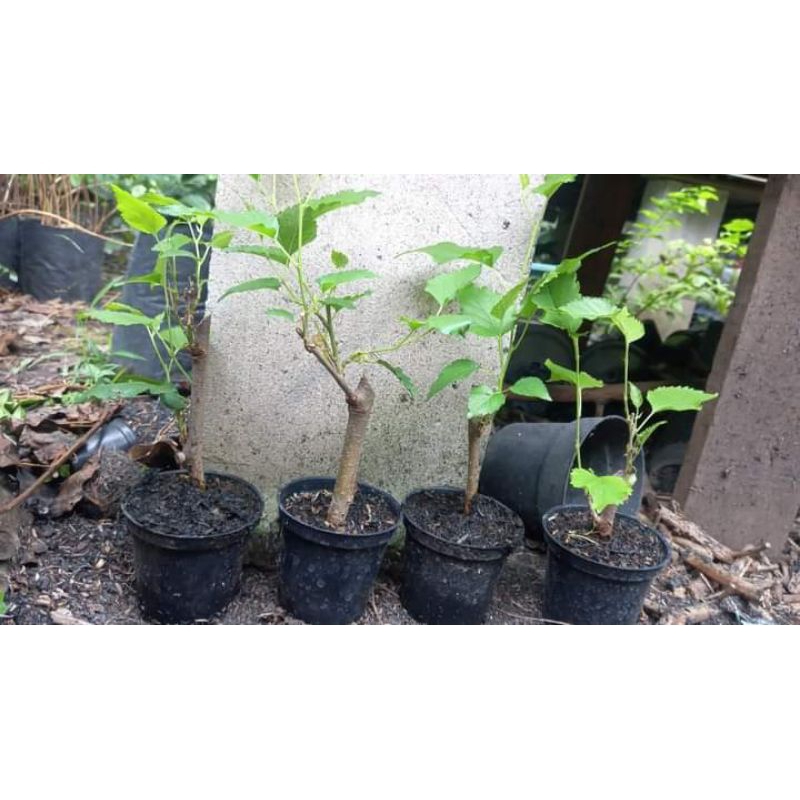 Jual murbey hidup dari stek | Shopee Indonesia
