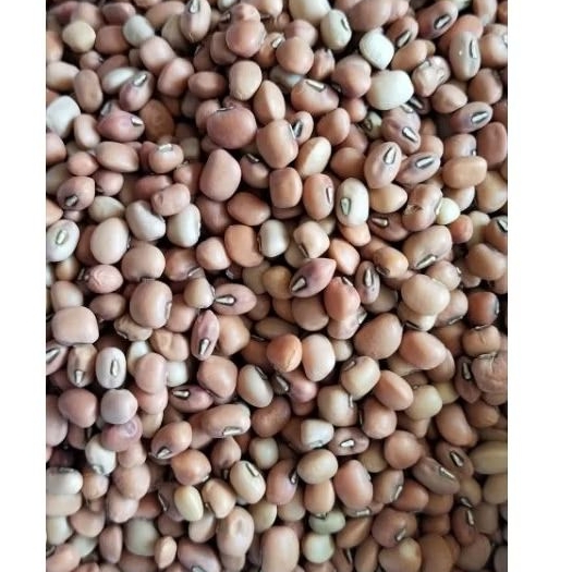 Jual kacang tolo/tunggak | Shopee Indonesia