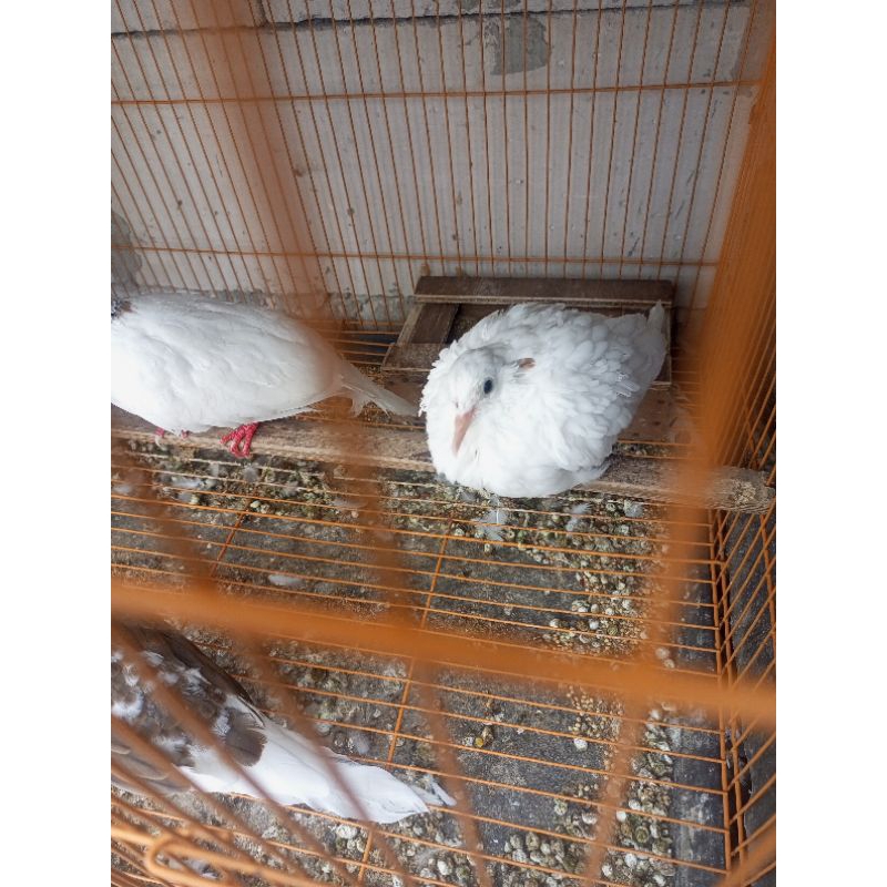 Jual tekukur putih bacspot, blorok alam, MKH | Shopee Indonesia