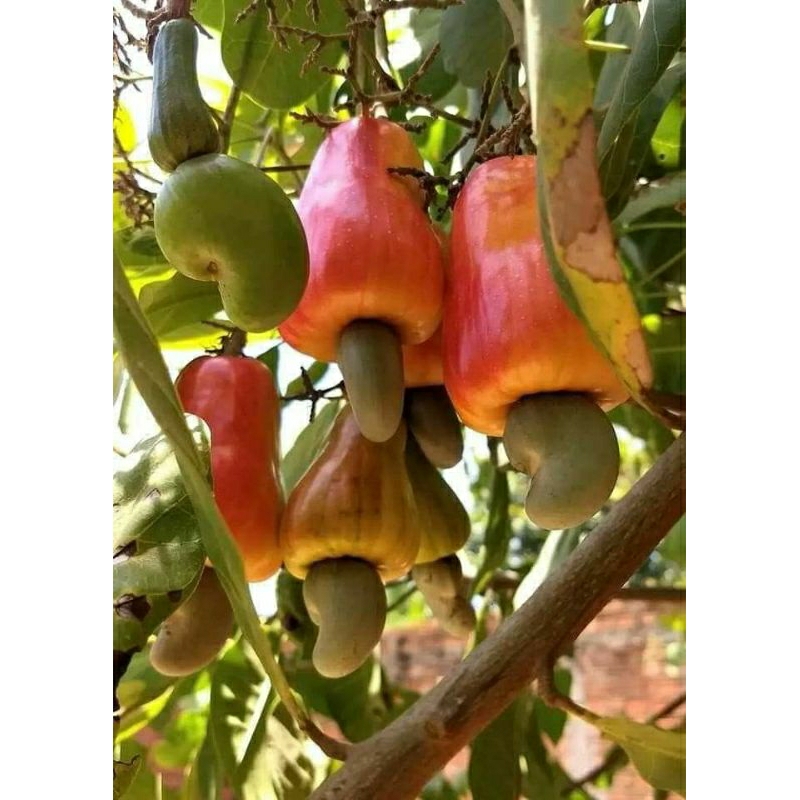 Jual bibit jambu monyet / mete | Shopee Indonesia