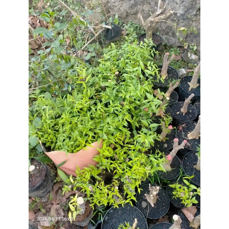 Jual bahan bonsai cangkok Anting putri besar | Shopee Indonesia