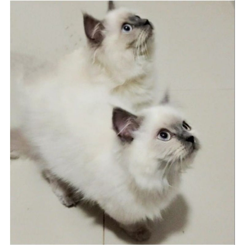 Jual SEPASANG RAGDOLL LYNX POINT | Shopee Indonesia