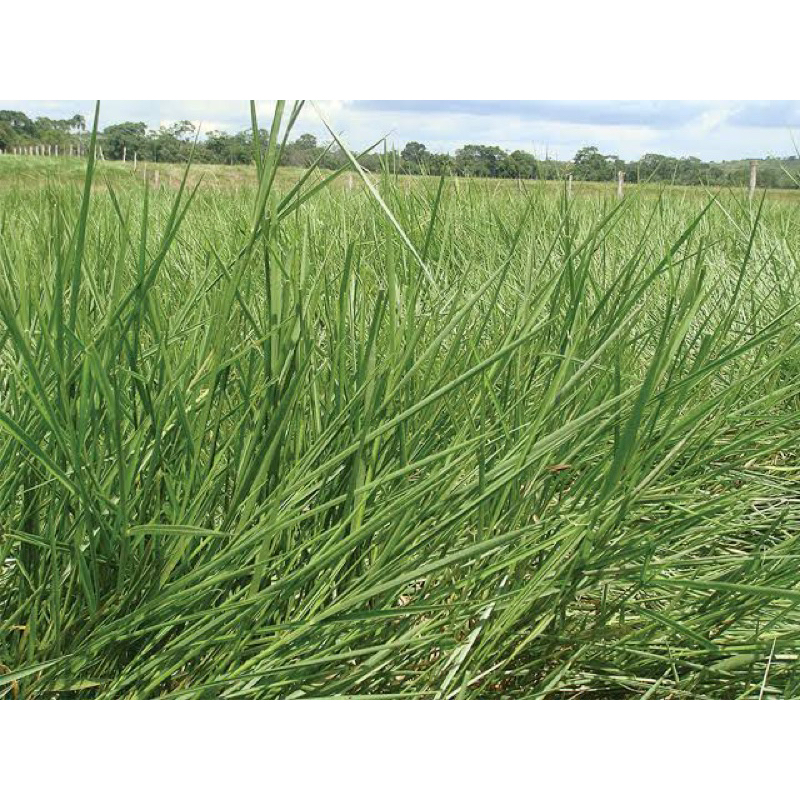 Jual Brachiaria humidicola (Rendle) Schweick Benih Penghijauan Rumput ...