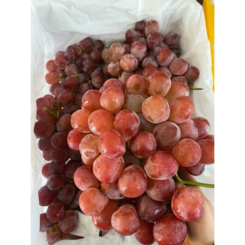 Jual buah anggur merah | Shopee Indonesia