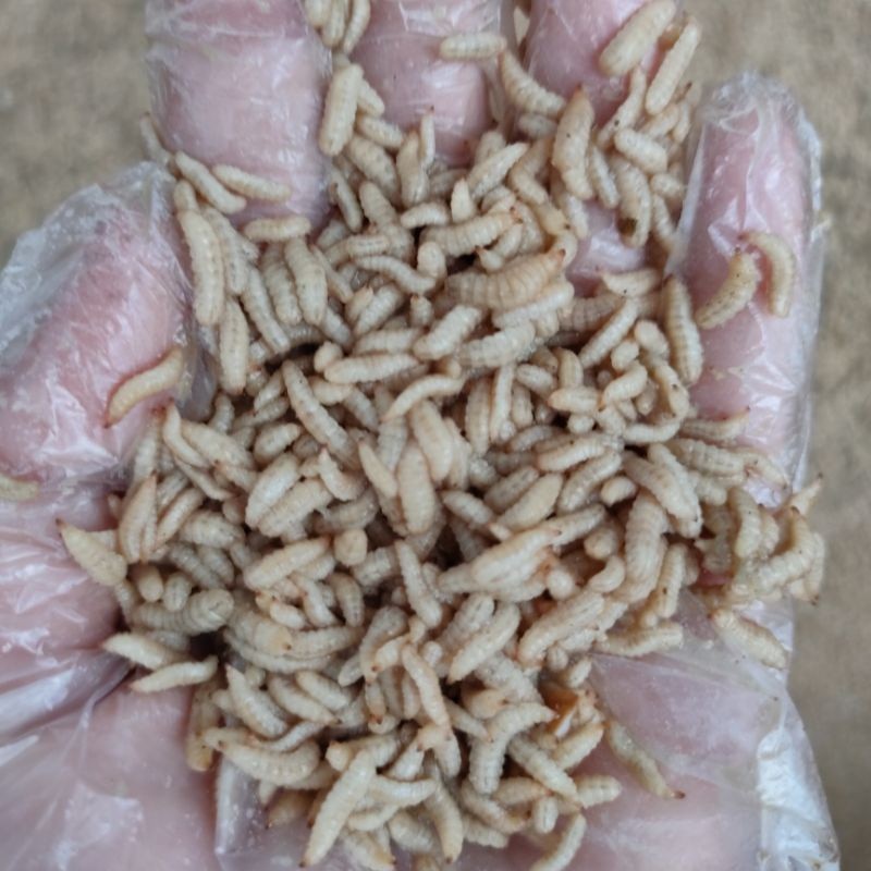 Jual Maggot Hidup Super Protein / Maggot Pakan Ternak Ikan / Maggot ...
