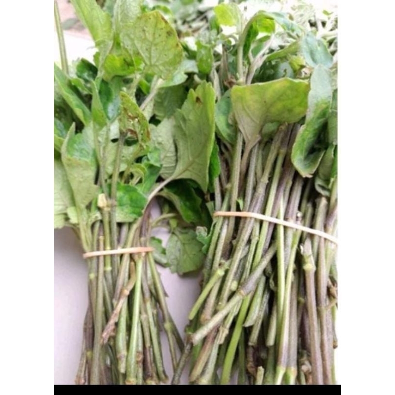Jual bibit stek Nilam(dengan pucuk) 50 batang | Shopee Indonesia