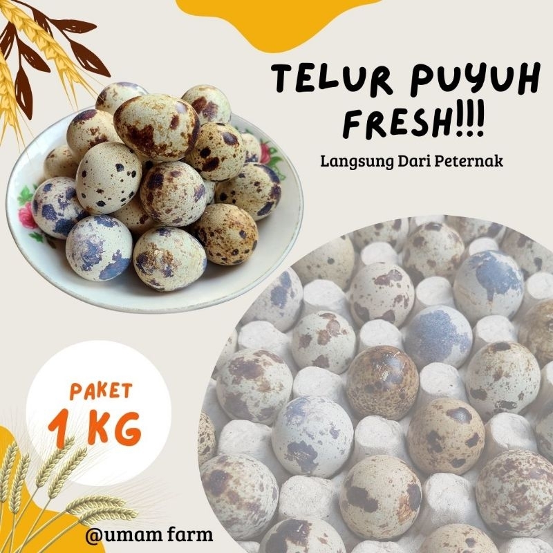 Jual telur puyuh 1 KG isi +-90 Butir Fresh / Langsung dari peternak ...