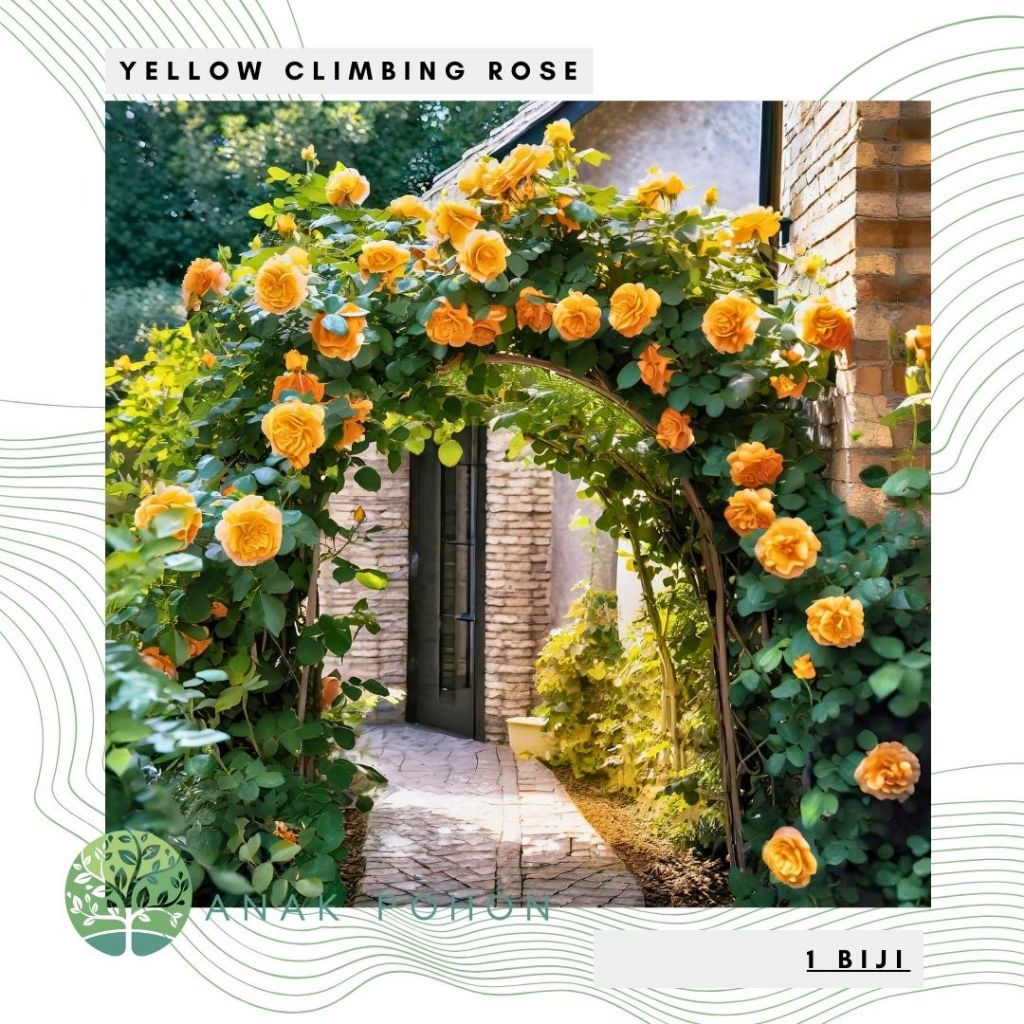 Jual Benih Bibit Biji - Bunga Mawar Rambat Kuning Yellow Climbing Rose ...