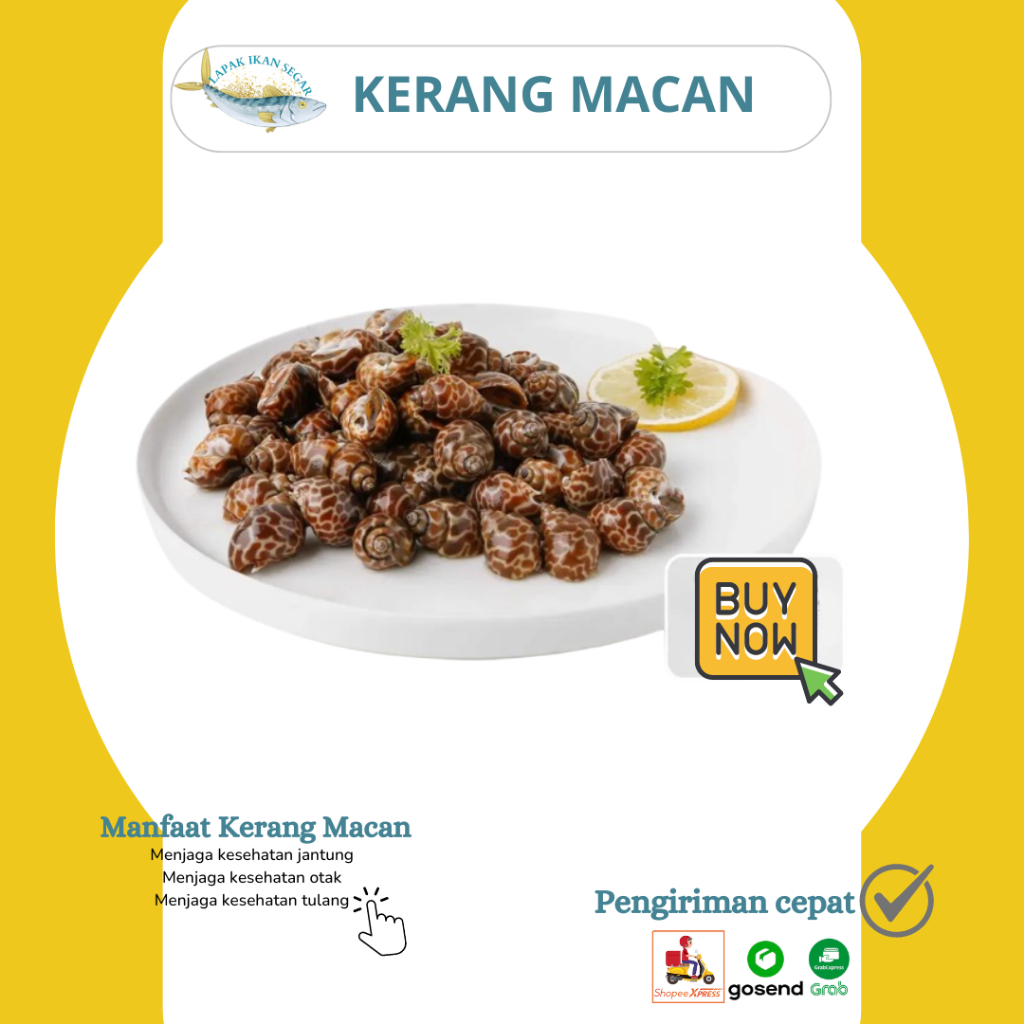 Jual Kerang / Keong Macan Segar 1Kg | Shopee Indonesia