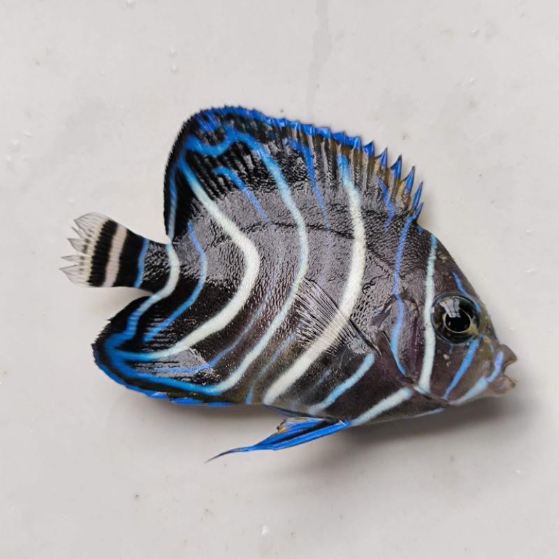 Jual ikan hias laut angel angle blustun bluestone anularis B | Shopee ...