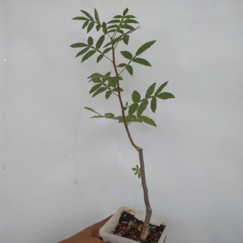 Jual bursera bicolor (medium 20-30cm) | Shopee Indonesia
