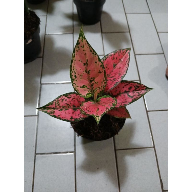 Jual aglaonema komkom | Shopee Indonesia