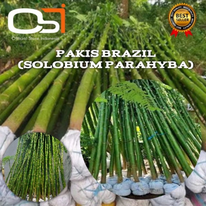 Jual pakis brazil ( solobium parahyba) tinggi 2-3m | Shopee Indonesia