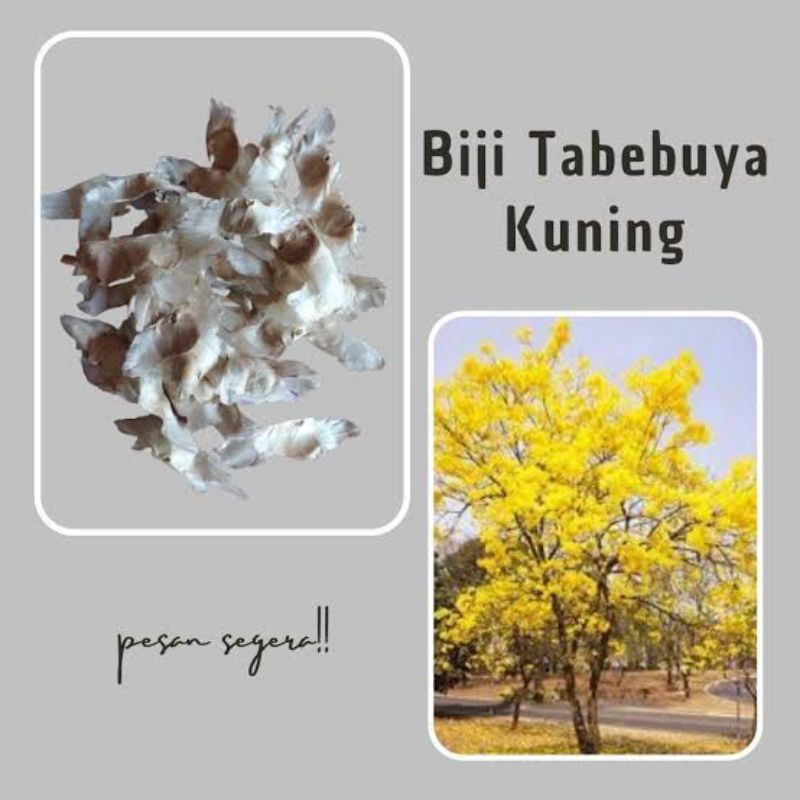 Jual Biji Tabebuya kuning 1kg / Benih tabebuya kuning / tabebuya ...