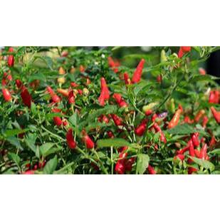 Jual PAKET HEMAT BIBIT SAYUR MAYUR | Shopee Indonesia