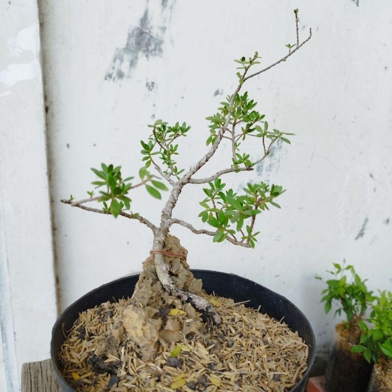 Jual Bonsai Santigi OTR | Shopee Indonesia