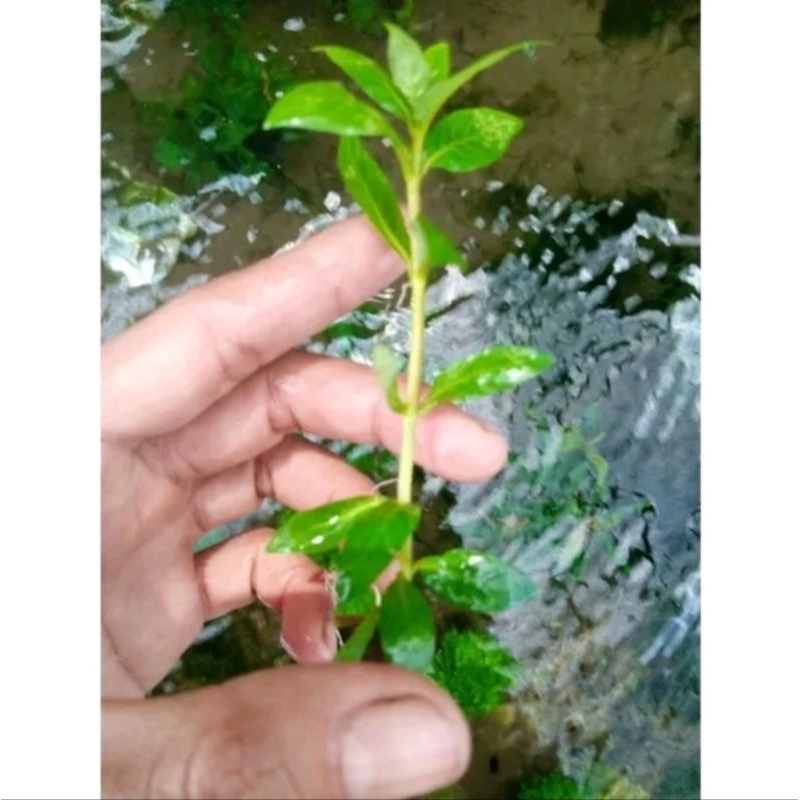 Jual strogen repens (paket 10 batang) | Shopee Indonesia