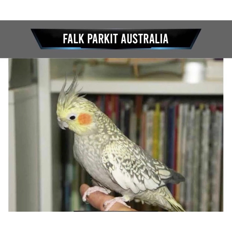 Jual Burung Falk Parkit Aus tra lia Warna Grey Mutiara | Shopee Indonesia