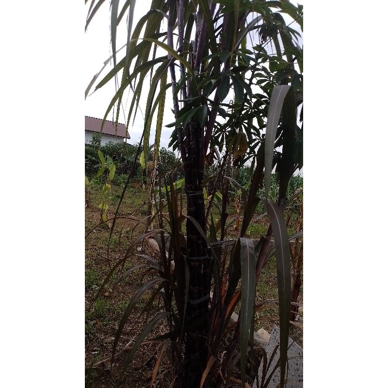 Jual Tebu Hitam 1 Batang Panjang 1,5 s.d 2 Meter| Bersama Daun2nya ...
