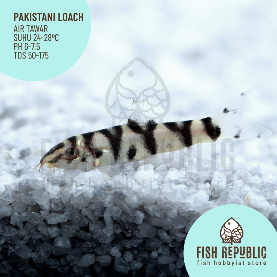 Jual Botia Locahata Pakistani Loach Ikan Hias Air Tawar | Shopee Indonesia
