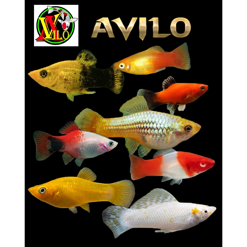 Jual ikan hias platis platy caroline santa merah putih koral hawai ...