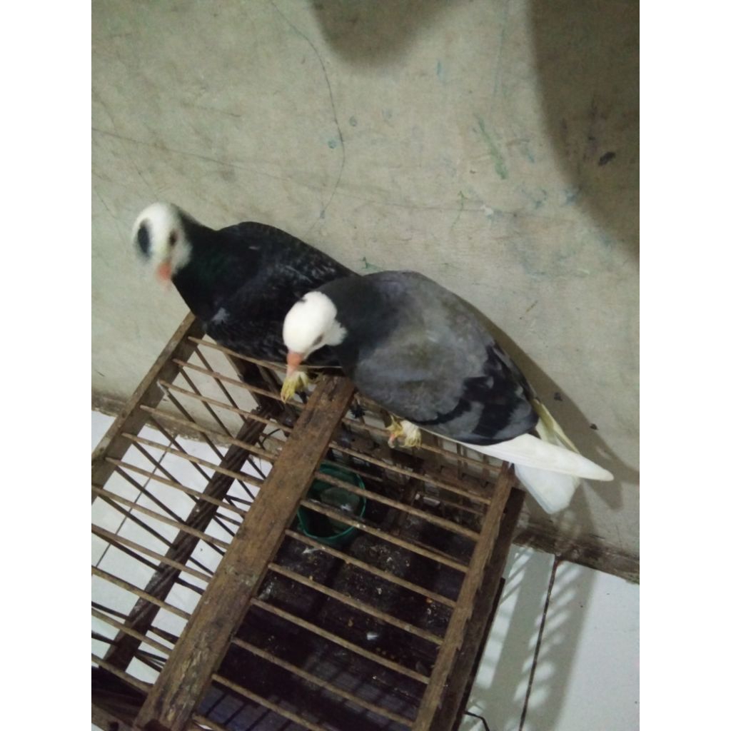 Jual Merpati burung dara beletong zebros sepasang mandiri | Shopee ...