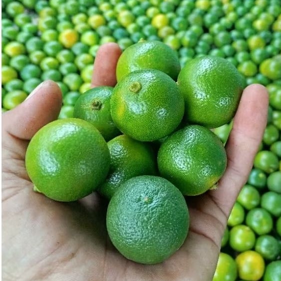 Jual Jeruk sonkit kualitas super jeruk kasturi jeruk kunci jeruk lemon ...