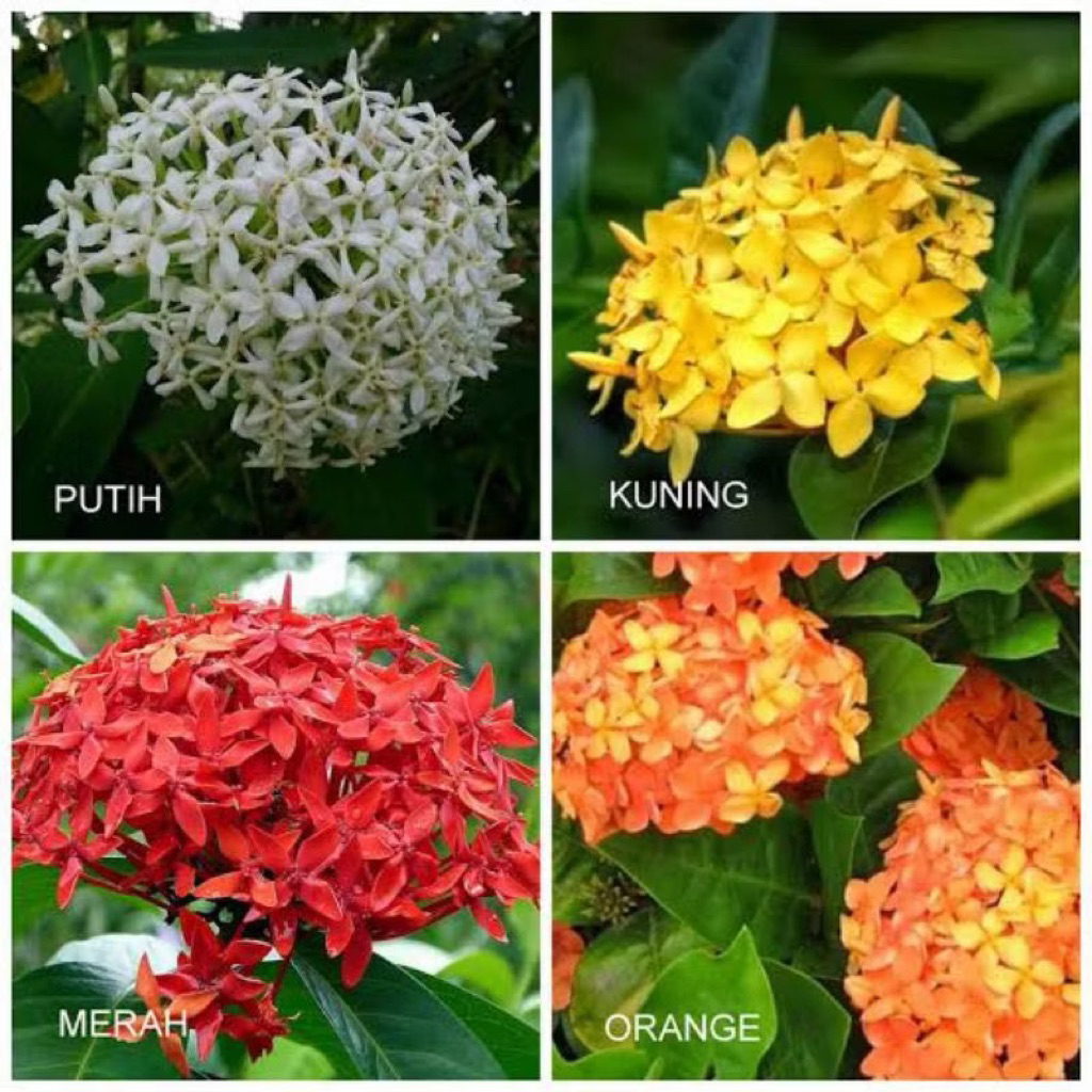 Jual Bisa Cod Promo Tanaman Hias Asoka Varian Warna Bunga Bunga