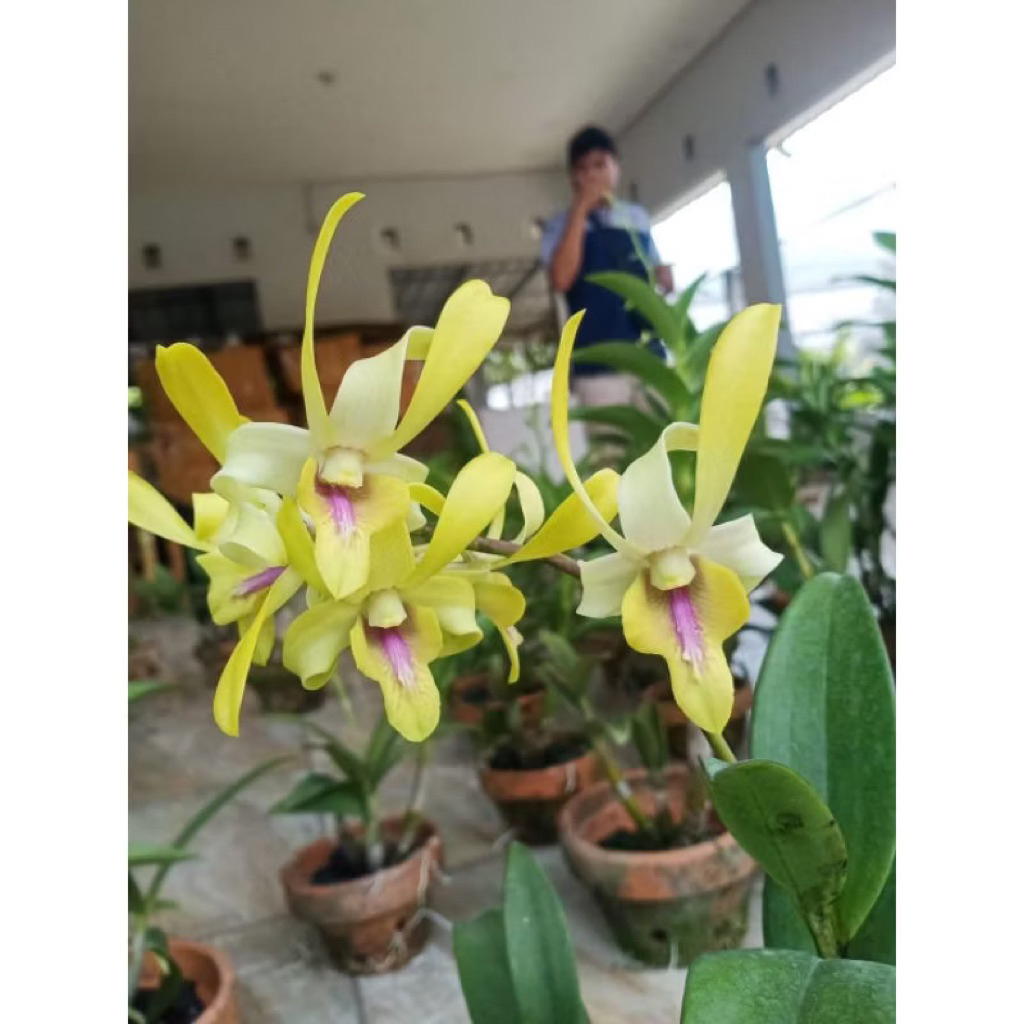 Jual ( BIG SIZE uk 50-70cm ) TERMURAH! Anggrek Dendrobium Bunga Hias ...