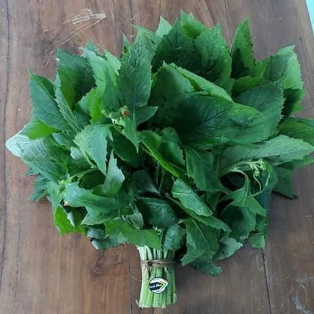 Jual Daun sintrong segar dan press baru di petik Lalapan Tradisional ...