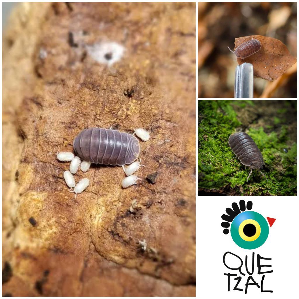 Jual Isopod Cubaris Murina/ Pill Bugs Isopod ( Cleaning Crew ) | Shopee ...