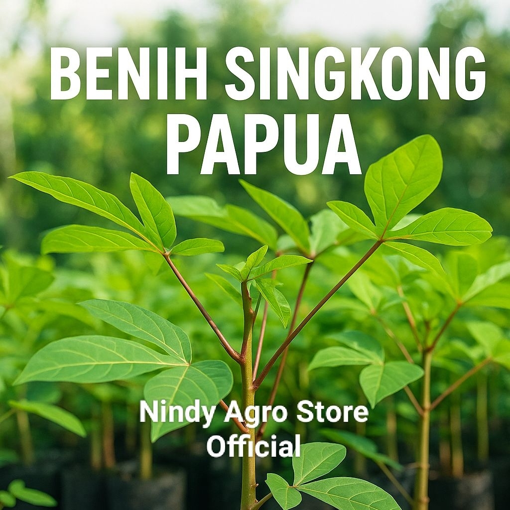 Jual Kondisi Hidup Berdaun dan Berakar Bibit Daun Papua / Telo Papua ...