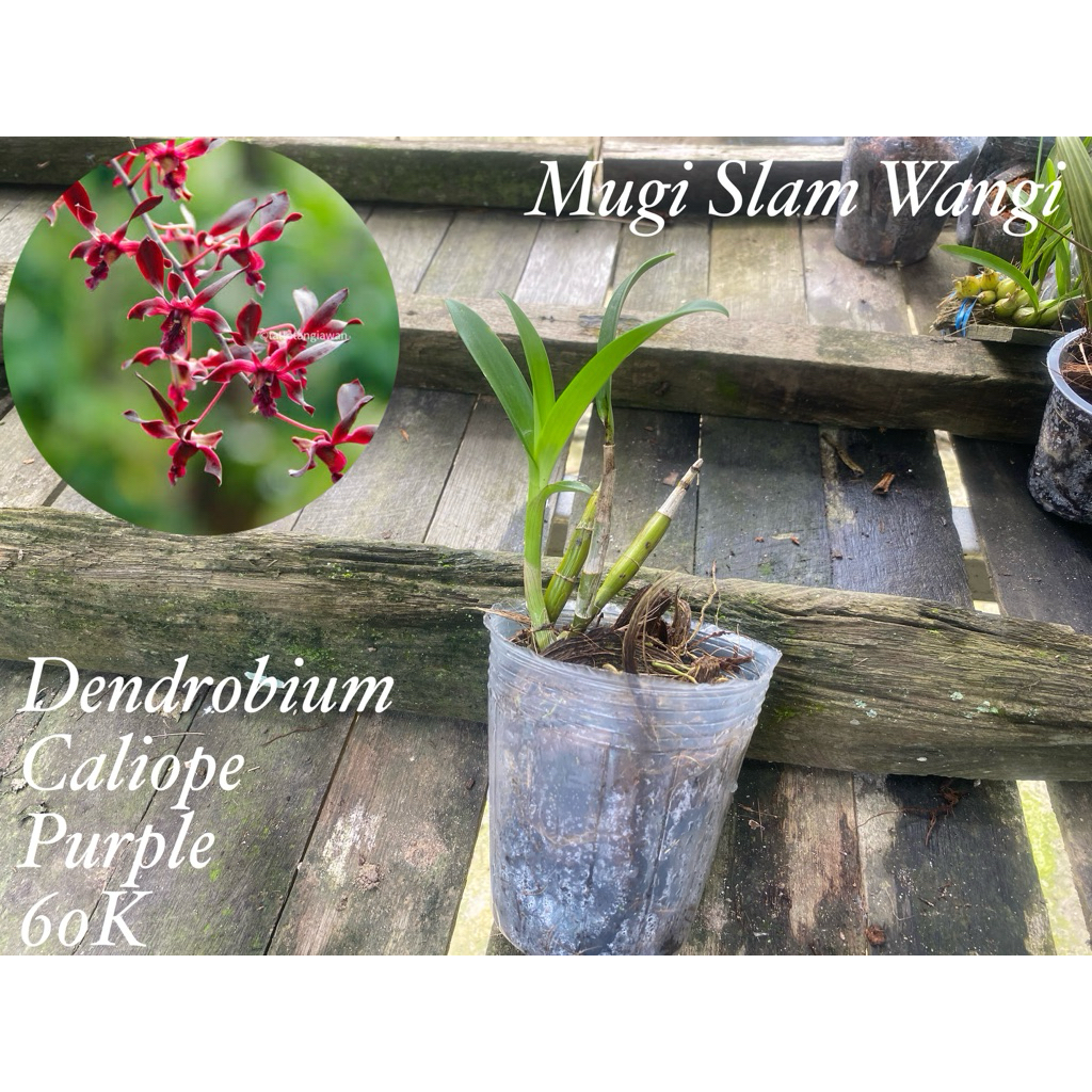 Jual Anggrek Dendrobium Caliope Purple | Shopee Indonesia