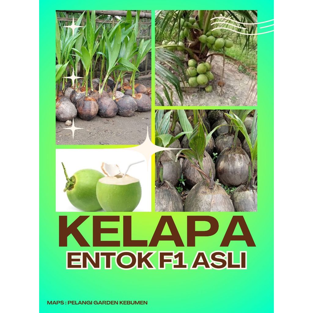 Jual SUDAH DIKUPAS !! Bibit Buah Kelapa Genjah Hibrida F1 Asli, Bibit ...