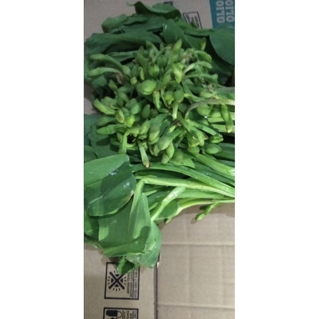 Jual SAYUR BUNGA GENJER GENYER KENJER SEGAR per ikat | Shopee Indonesia