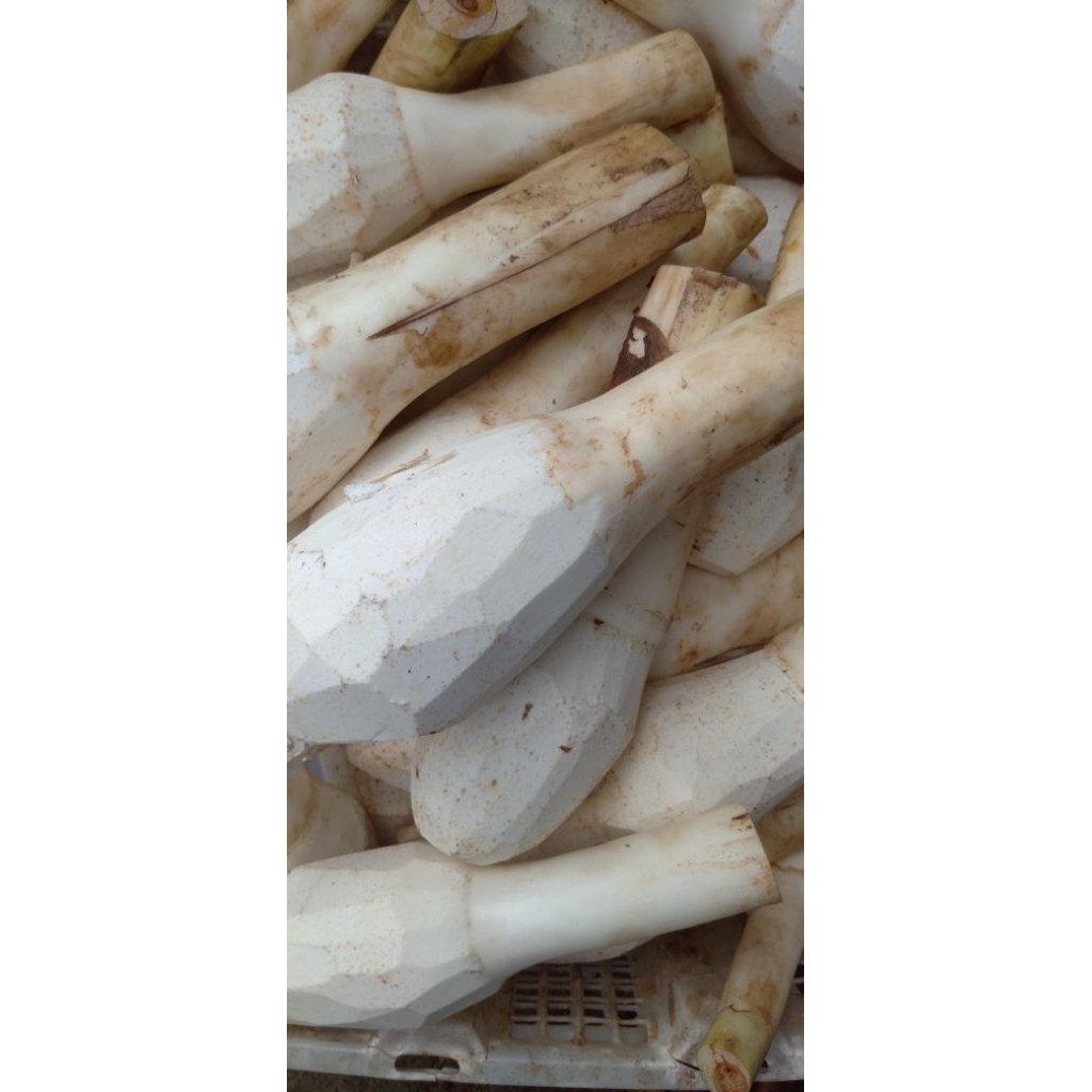 Jual Umbi Talas Bentul Bentol kupas segar per buah | Shopee Indonesia